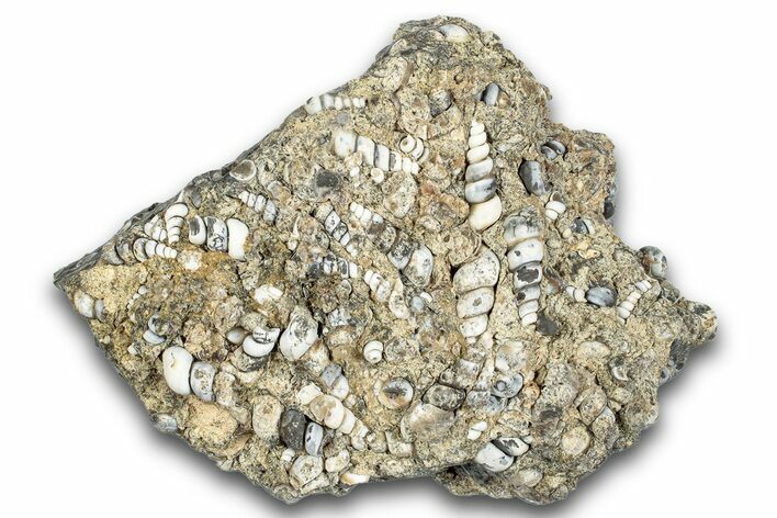 4.8" Fossil Freshwater Snails (Elimia) In Limestone - Wyoming (#282150 ...