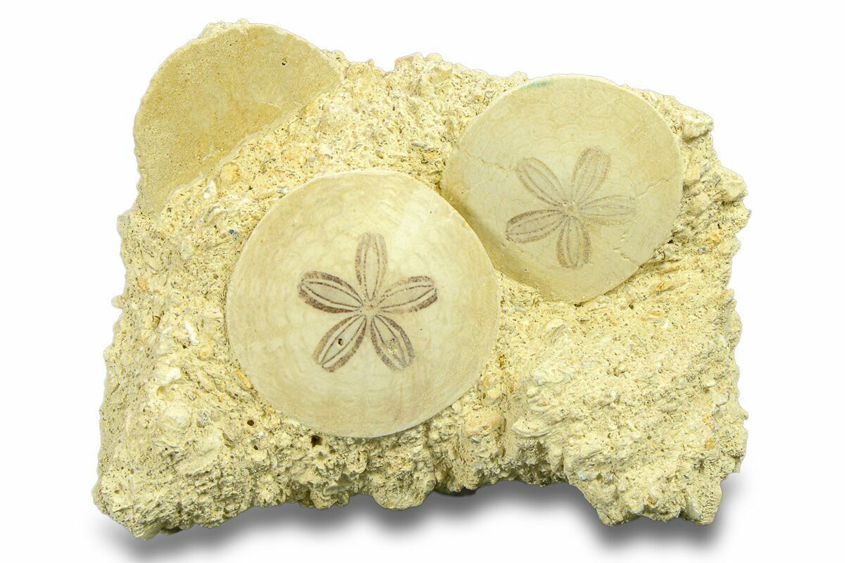 Three Fossil Sand Dollars - France (#282675) For Sale - FossilEra.com