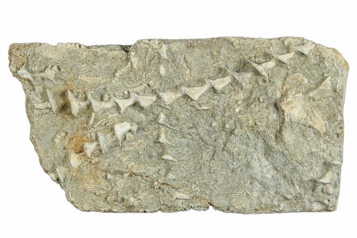 2.65" Archimedes Screw Bryozoan Fossil - Illinois (#282695) For Sale ...