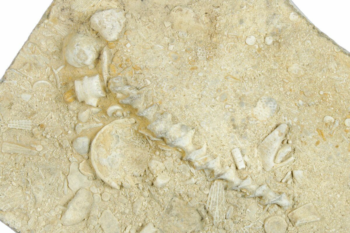 1.45" Archimedes Screw Bryozoan Fossil - Illinois (#282696) For Sale ...