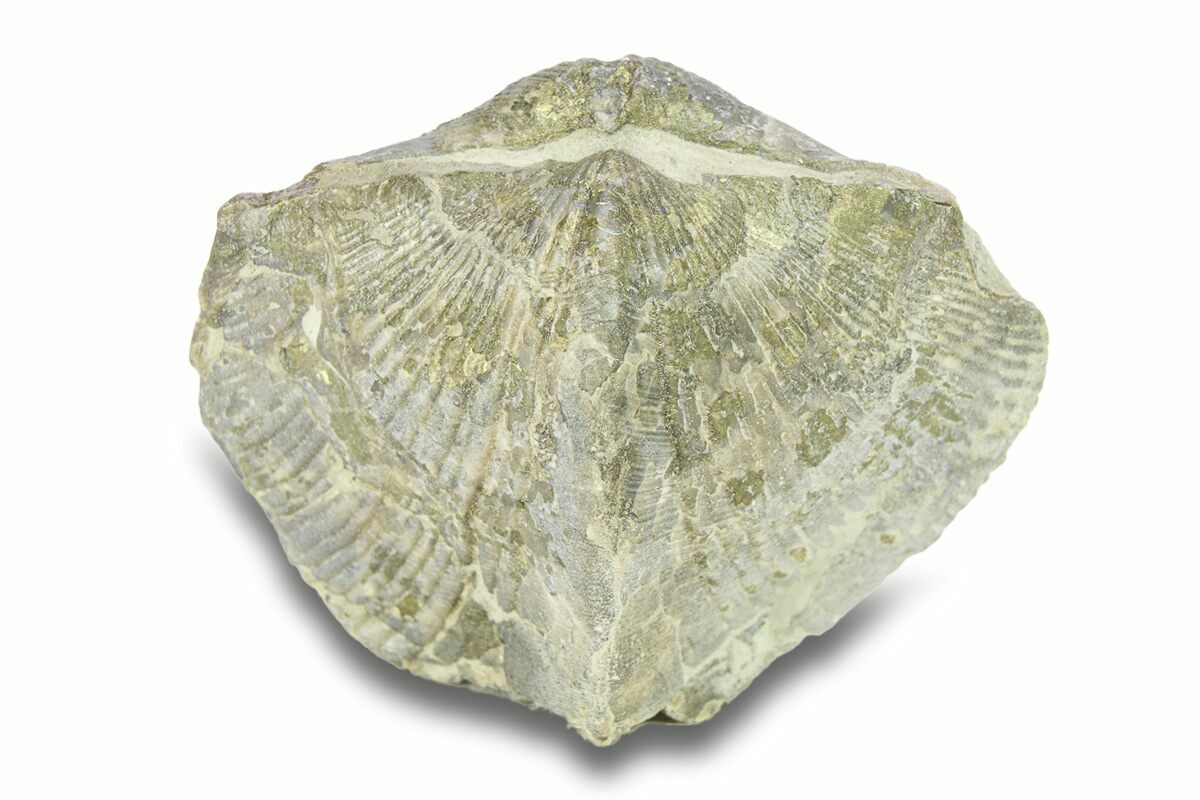 1.85" Pyrite-Replaced Brachiopod (Paraspirifer) Fossil - Ohio (#282908 ...