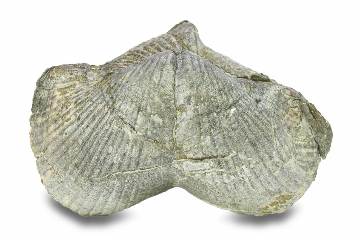 2.2" Pyrite-Replaced Brachiopod (Paraspirifer) Fossil - Ohio (#282915 ...