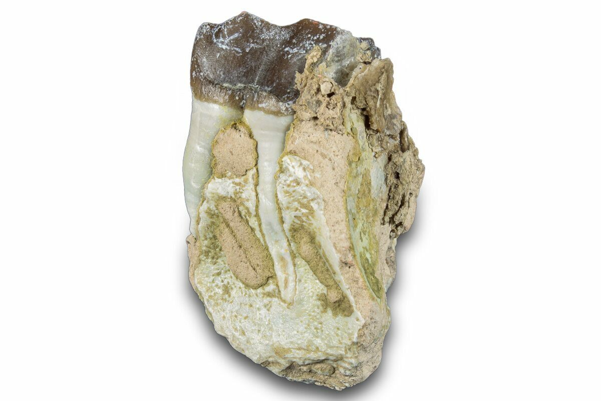 1.7" Fossil Running Rhino (Hyracodon) Jaw Section - South Dakota ...
