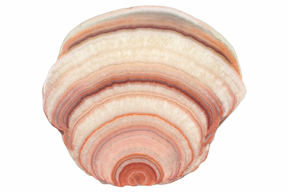 3.3" Polished Potato Agate Slice - England (#283055) For Sale ...