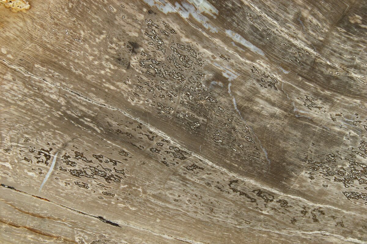 7" Devonian Petrified Wood From Oklahoma - Oldest True Wood (#283947 ...