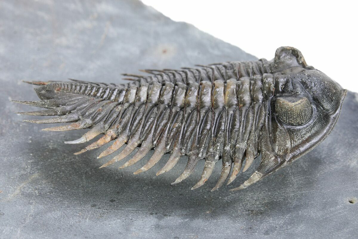 2.3" Rare Treveropyge Berbera Trilobite - Exceptional Specimen (#283970 ...