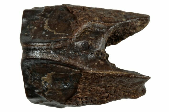 .32" Fossil Hadrosaur (Edmontosaurus) Shed Tooth - Wyoming (#284131 ...