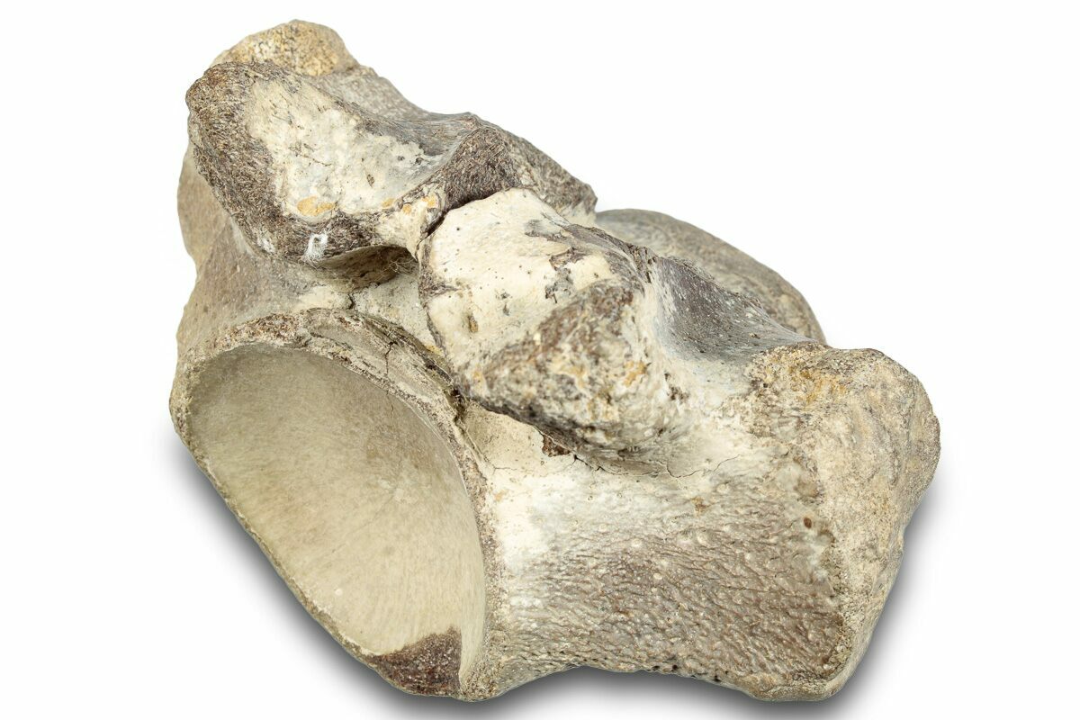 3.4" Fossil Mosasaur (Halisaurus) Dorsal Vertebra - Texas (#284477) For ...