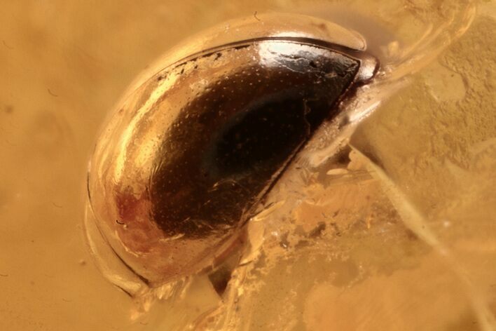 Detailed Fossil Lady Bug (Coccinellidae) in Baltic Amber - Uncommon ...