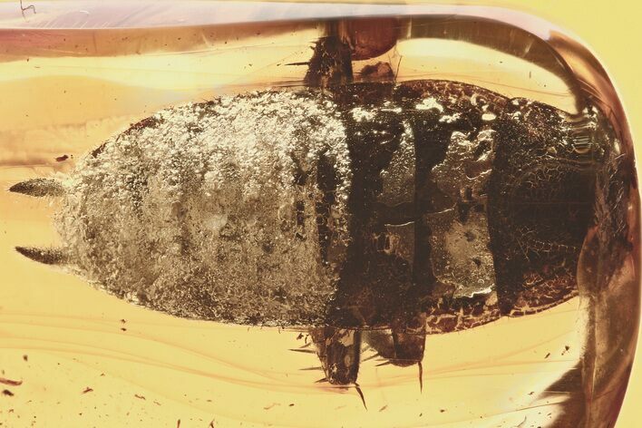 Detailed Fossil Cockroach (Blattodea) In Baltic Amber - Rare! (#284652 ...