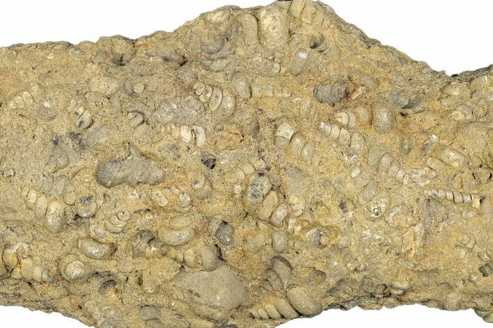 10.9" Cretaceous Fossil Gastropods (Turritella) In Limestone - Texas ...