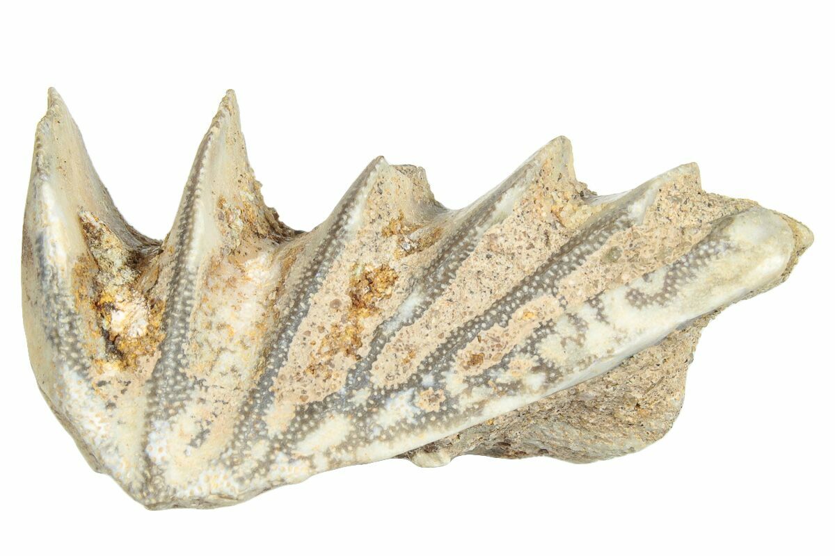 1.2" Cretaceous Lungfish (Ceratodus) Tooth Plate - Morocco (#285249 ...