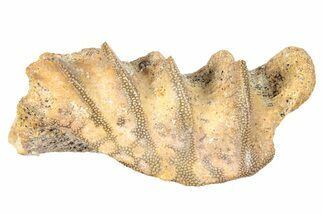 .9" Cretaceous Lungfish (Ceratodus) Tooth Plate - Morocco (#285251) For ...