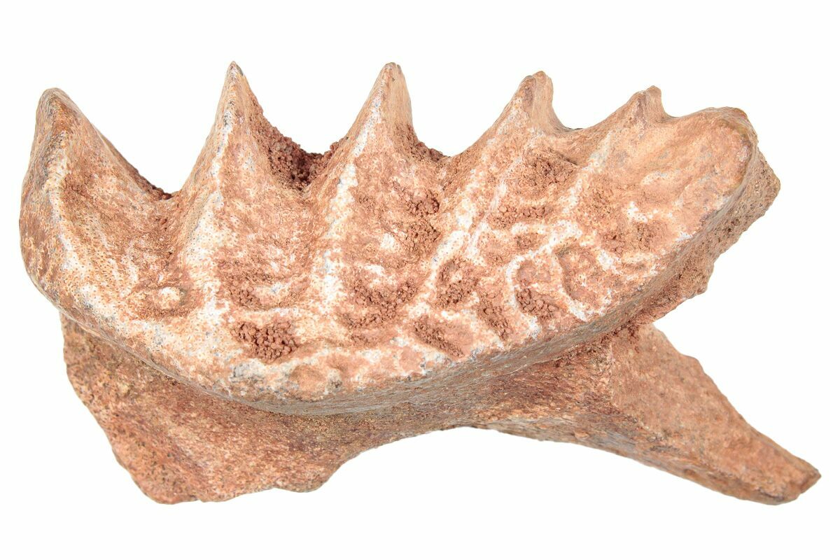 1.9" Cretaceous Lungfish (Ceratodus) Tooth Plate - Morocco (#285280 ...