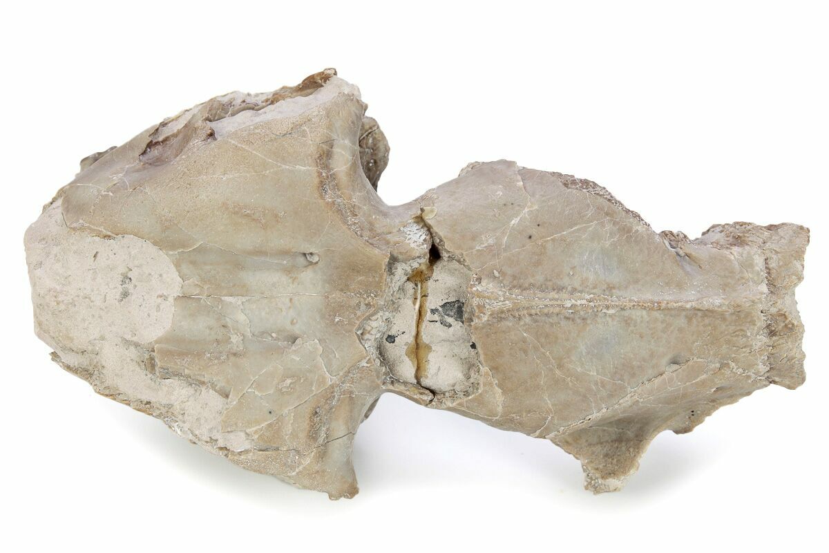 Bargain 4" Fossil Oreodont (Leptauchenia) Upper Skull - South Dakota ...