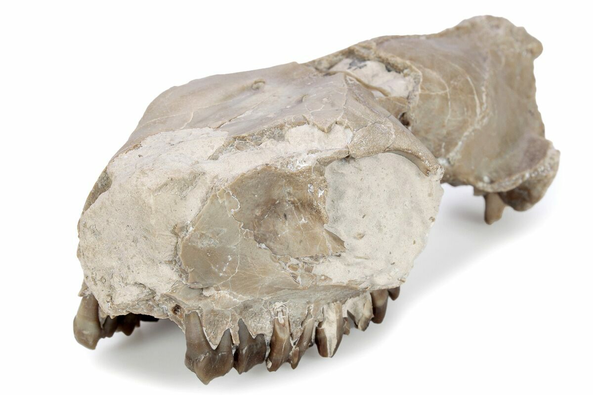 Bargain 4" Fossil Oreodont (Leptauchenia) Upper Skull - South Dakota ...