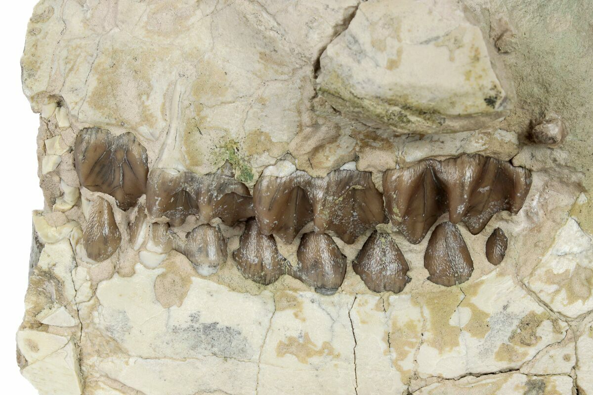 Bargain, 5.7" Fossil Oreodont (Merycoidodon) Skull - South Dakota ...