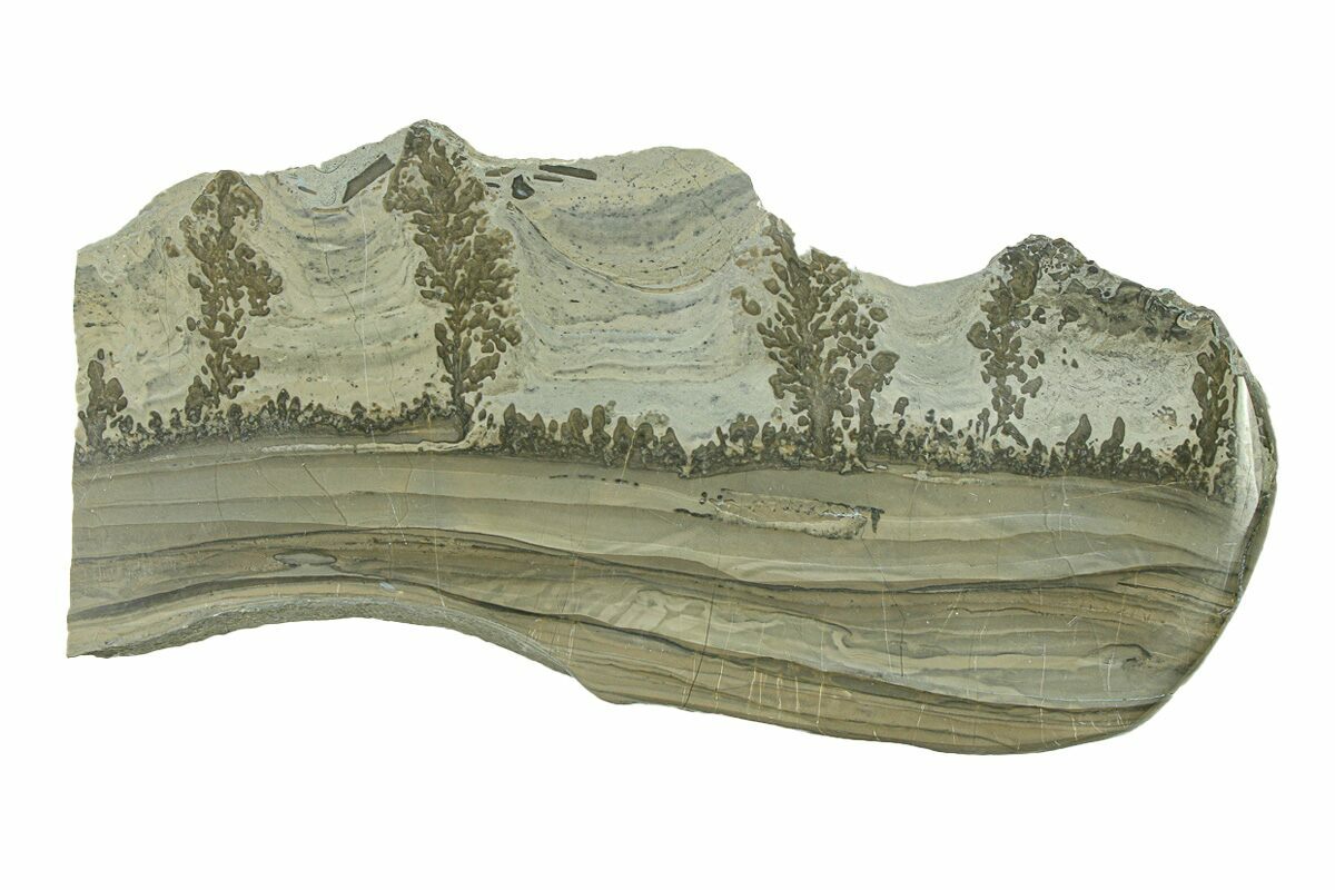 5.7" Triassic Aged Stromatolite Fossil - England (#285833) For Sale ...