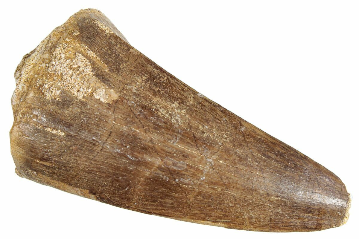 1.8" Fossil Mosasaur (Mosasaurus) Tooth - Morocco (#286275) For Sale ...
