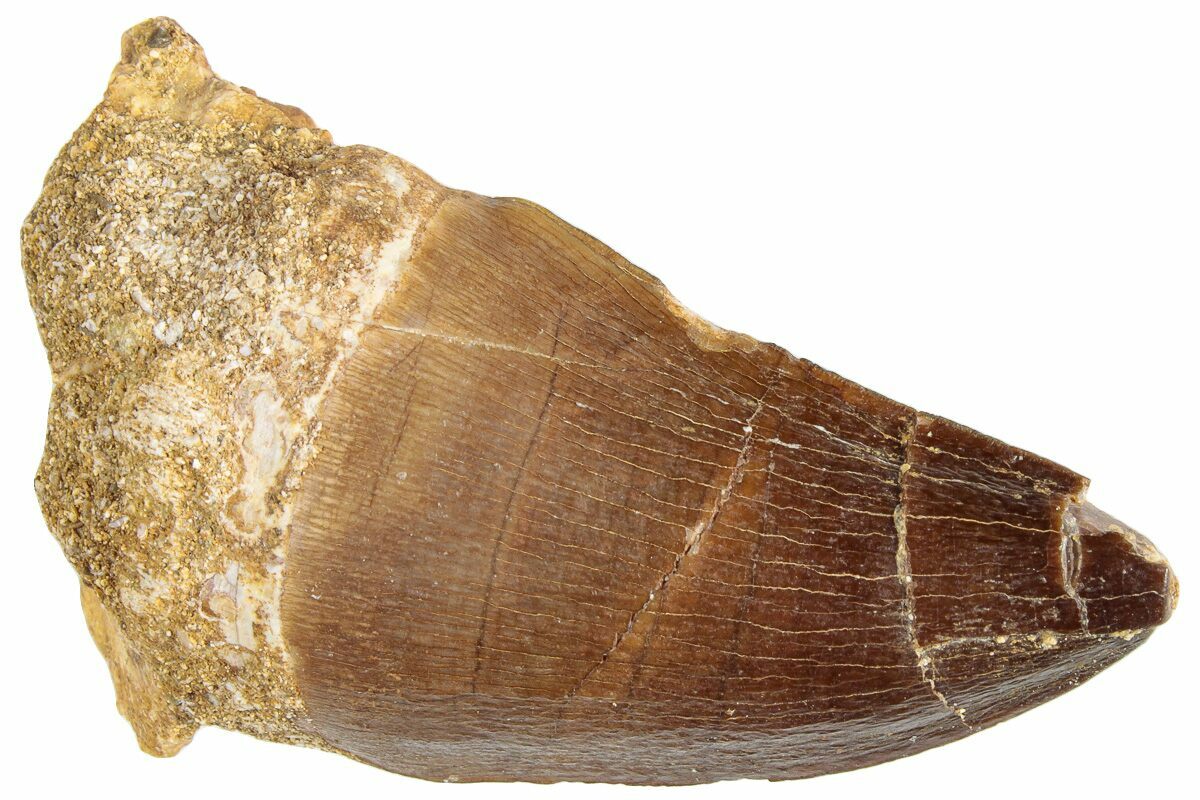 2.01" Fossil Mosasaur (Prognathodon) Tooth - Morocco (#286292) For Sale ...