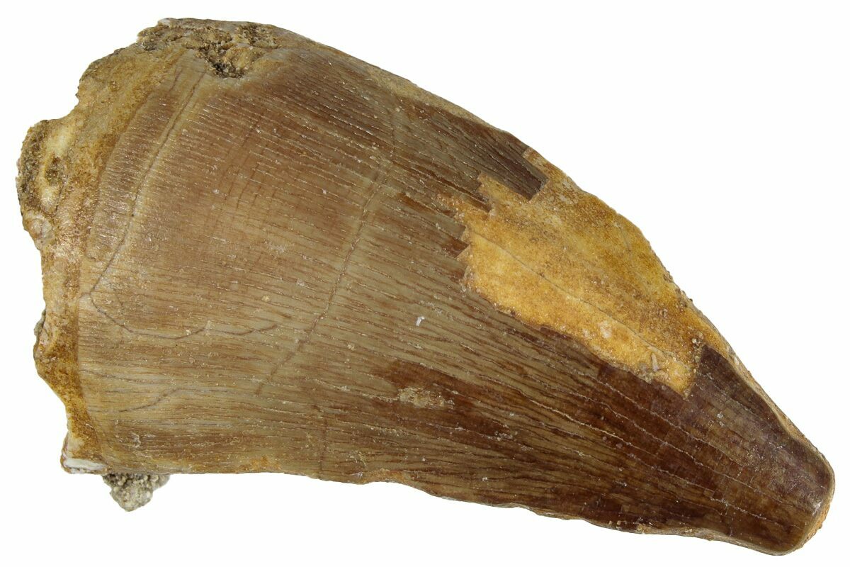 1.75" Fossil Mosasaur (Prognathodon) Tooth - Morocco (#286308) For Sale ...