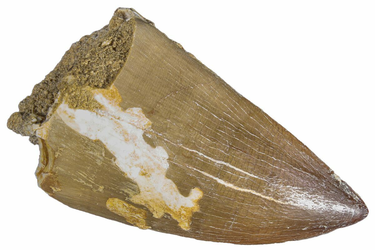 2.57" Fossil Mosasaur (Prognathodon) Tooth - Morocco (#286356) For Sale ...
