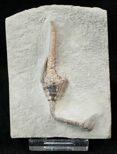 Macrocrinus Crinoid With Preserved Anal Tube (#16083) For Sale ...