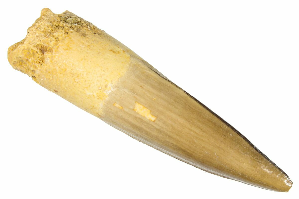 1.05" Juvenile Fossil Spinosaurus Tooth - Real Dinosaur Tooth (#286748 ...