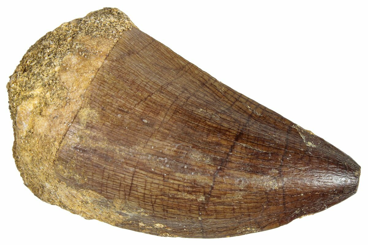 1.73" Fossil Mosasaur (Prognathodon) Tooth - Morocco (#286321) For Sale ...