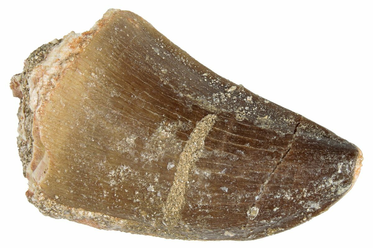 1.68" Fossil Mosasaur (Prognathodon) Tooth - Morocco (#286329) For Sale ...