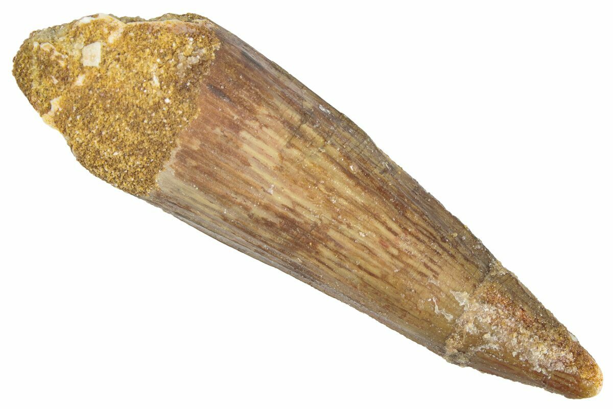 1.80" Fossil Spinosaurus Tooth - Real Dinosaur Tooth (#286772) For Sale ...