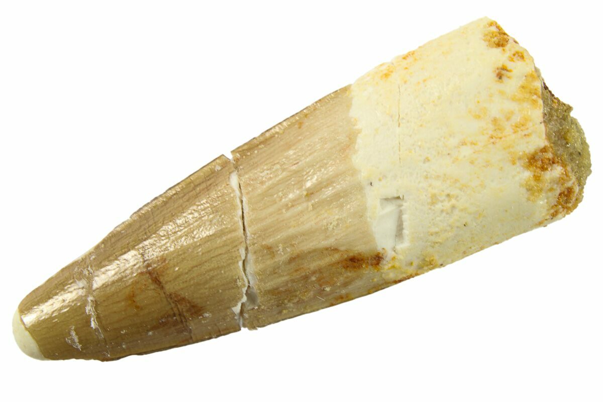 1.22" Juvenile Fossil Spinosaurus Tooth - Real Dinosaur Tooth (#286752 ...