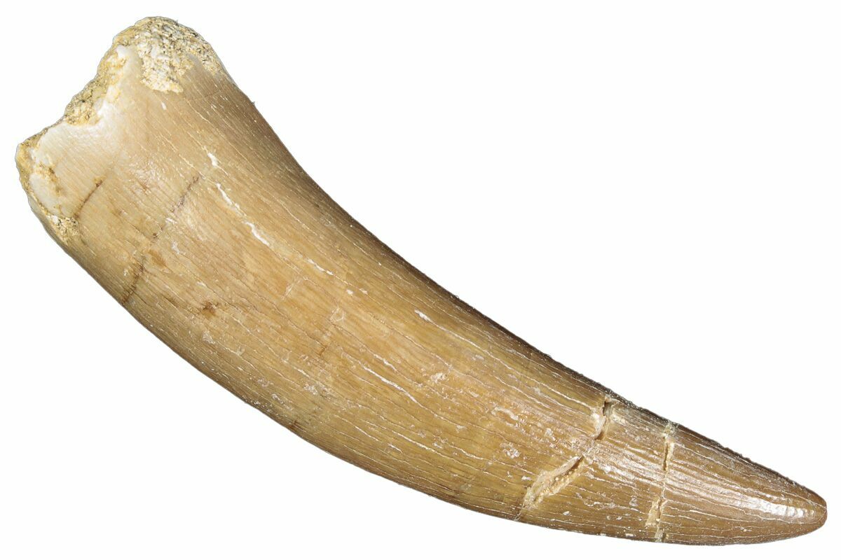 1.81" Fossil Plesiosaur (Zarafasaura) Tooth - Morocco (#287158) For ...