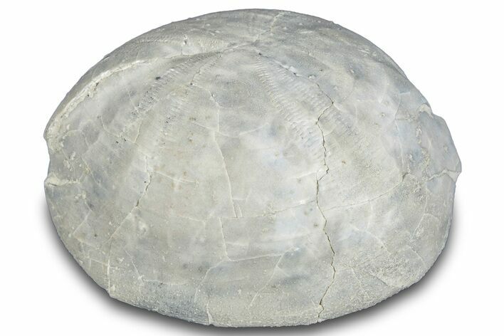 1.8" Cretaceous Sea Urchin (Holaster) Fossil - Texas (#287295) For Sale ...