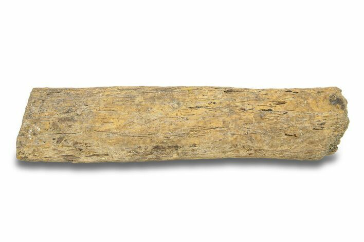 2.8" Dinosaur (Triceratops) Rib Bone Section - Montana (#287413) For ...