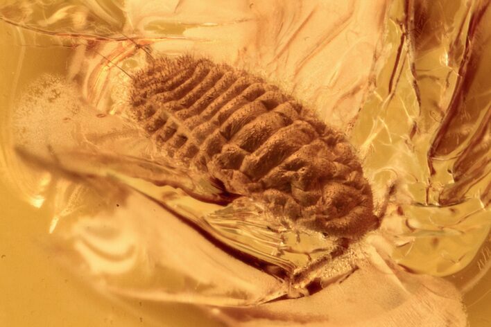 Fossil Scale Insect (Coccoidea) Nymph in Baltic Amber (#288447) For ...