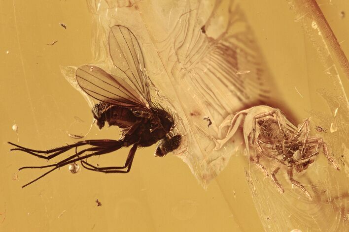 Detailed Fossil Jumping Spider and Fly in Baltic Amber (#288500) For ...