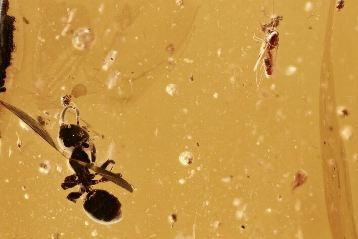 Detailed Fossil Ant and True Midge in Baltic Amber (#288625) For Sale ...