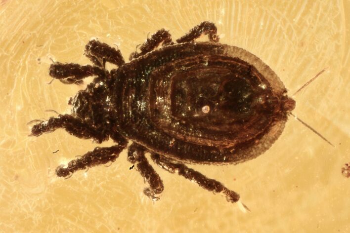 Fossil Mite (Neoliodidae) Fossil in Baltic Amber (#288637) For Sale ...