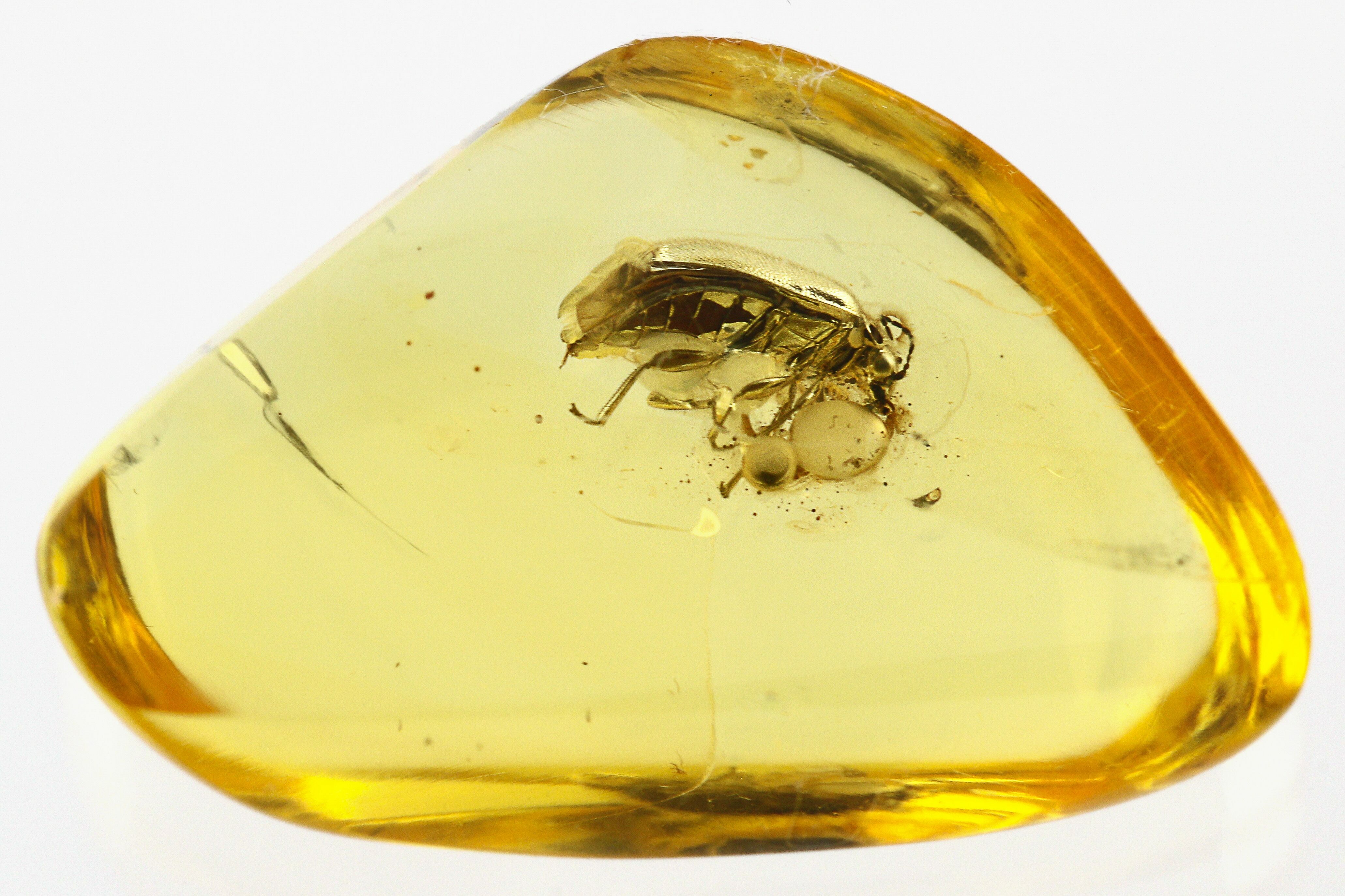 Detailed Fossil Marsh Beetle (Scirtidae) in Baltic Amber (#288702) For ...