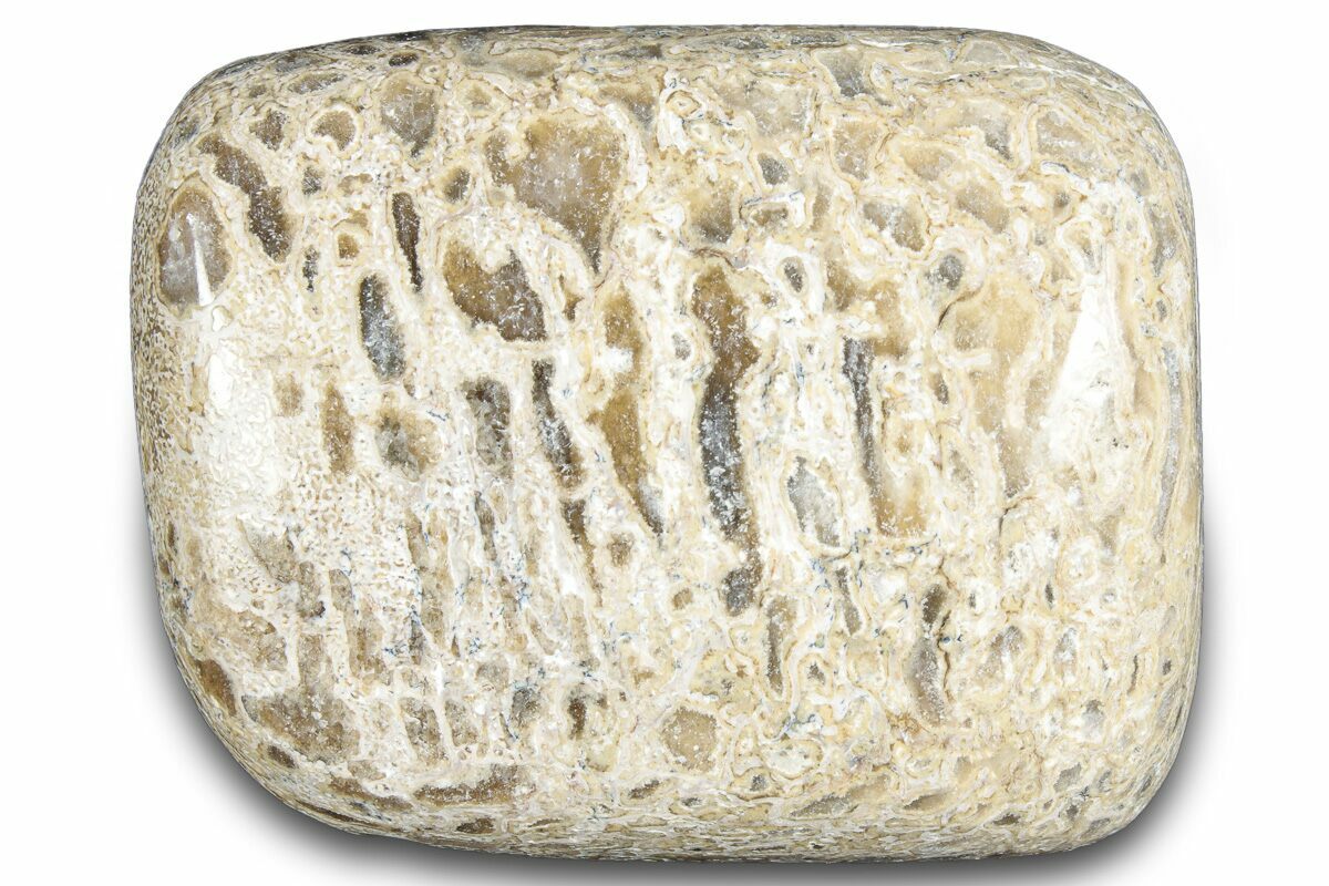 1.8" Polished Dinosaur Bone (Gembone) - Morocco (#287535) For Sale - FossilEra.com