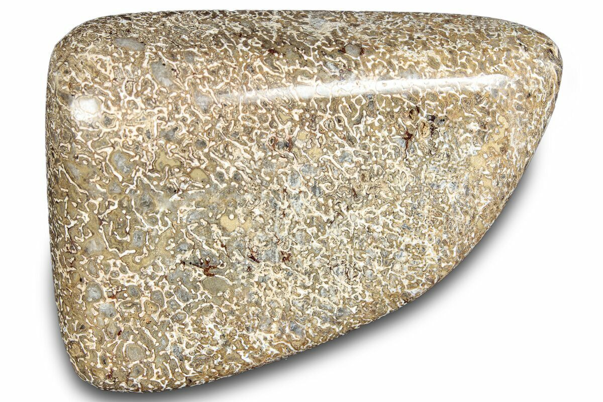 2.5" Polished Dinosaur Bone (Gembone) - Morocco (#287536) For Sale ...