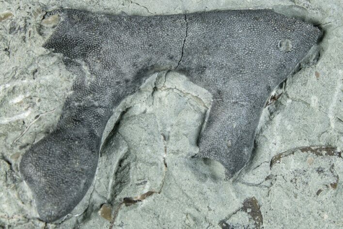 1.25" Ordovician Bryozoan Fossil - Indiana (#289054) For Sale ...