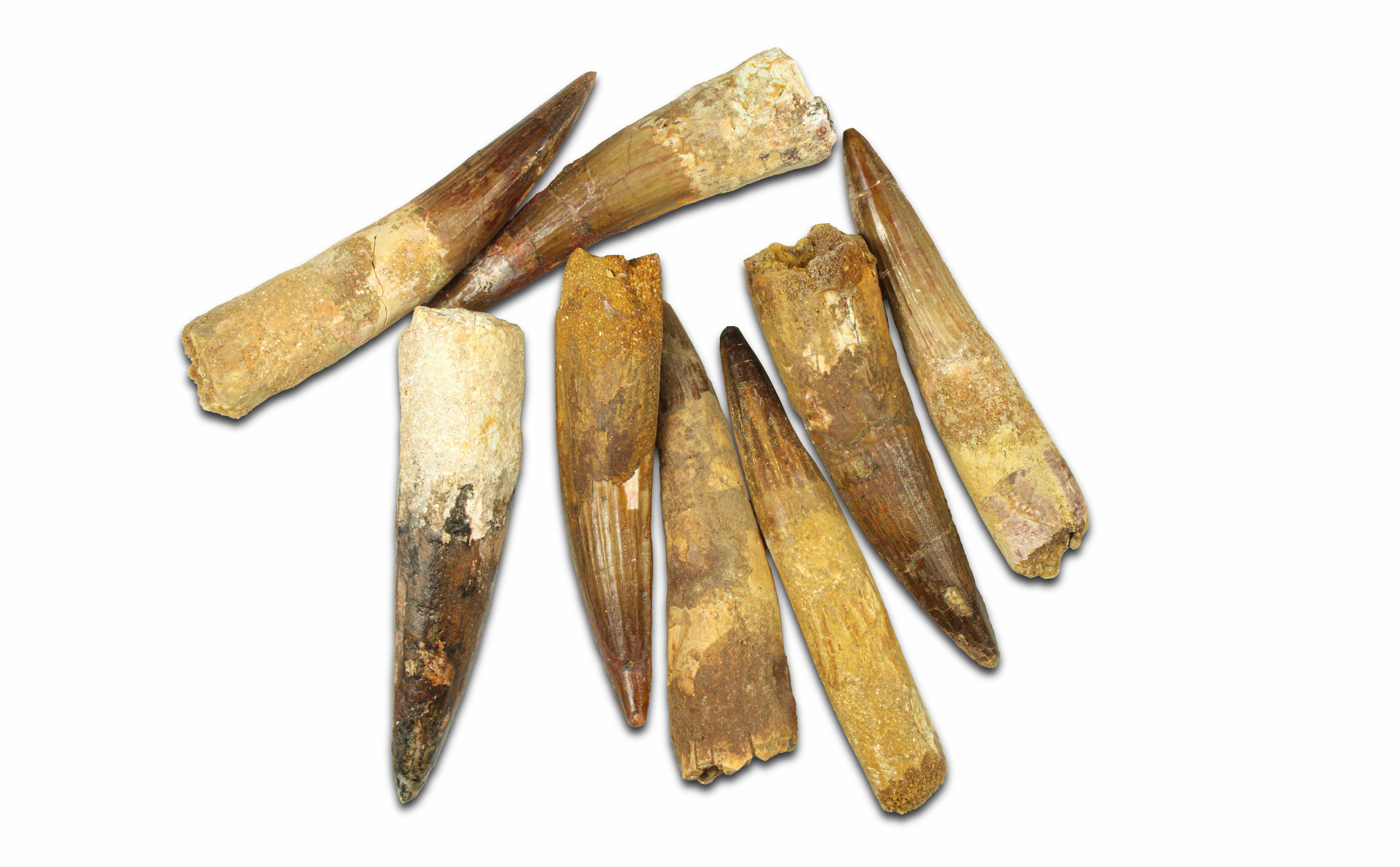 Clearance Lot: 3.7 to 4.4" Bargain Spinosaurus Teeth - 15 Pieces ...