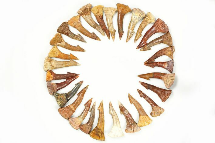 Clearance Lot: Sawskate (Onchopristis) Rostral Barbs - 28 Pieces ...