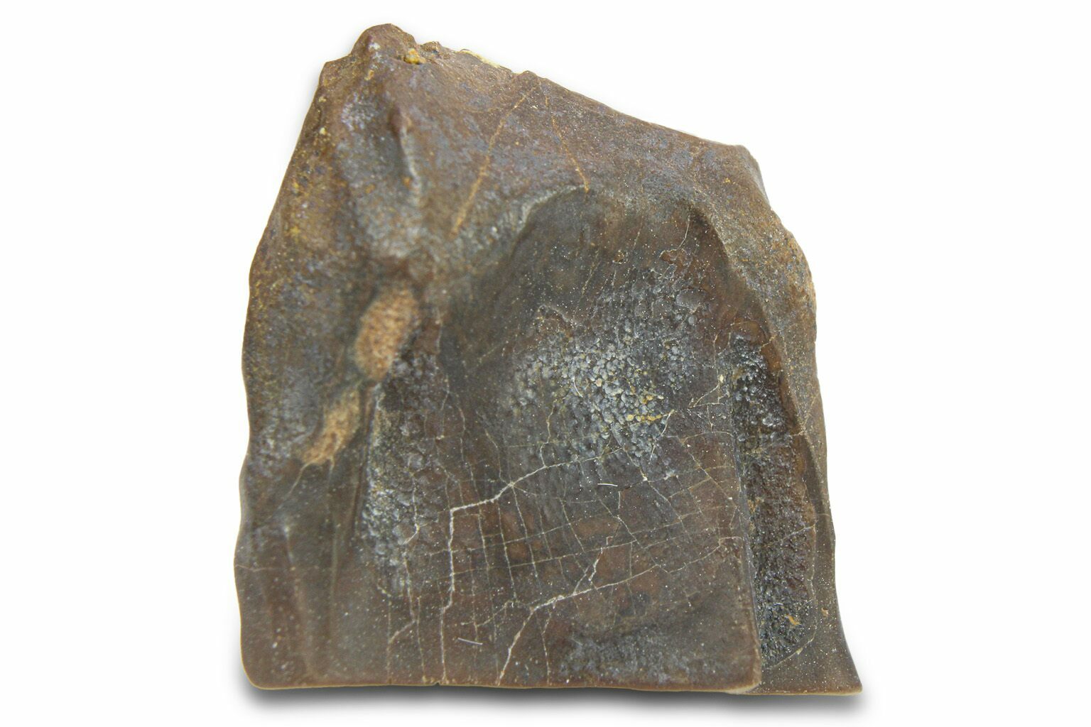 .57" Fossil Dinosaur (Triceratops) Shed Tooth - Wyoming (#289175) For ...