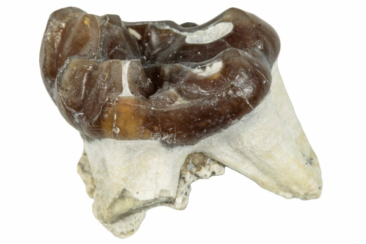 .7" Fossil Horse (Mesohippus) Molar - South Dakota (#289514) For Sale ...