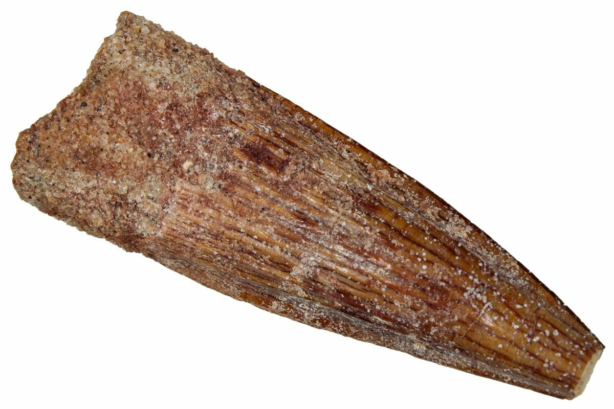 1.17" Juvenile Fossil Spinosaurus Tooth - Real Dinosaur Tooth (#289811 ...