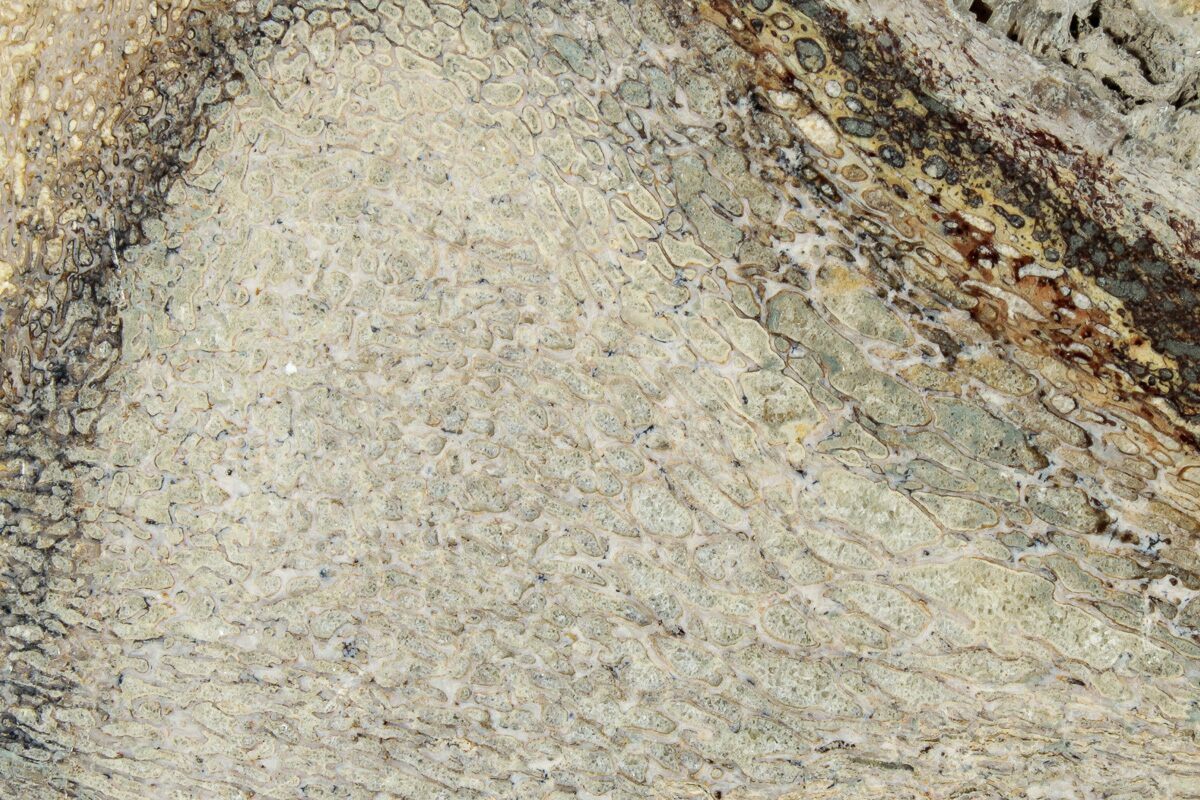 3.85" Polished Dinosaur Bone (Gembone) Slab - Morocco (#290283) For ...