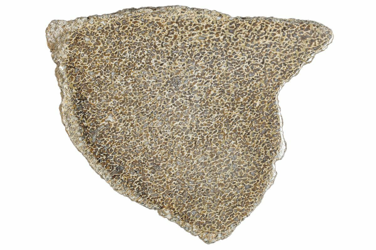 3.4" Polished Dinosaur Bone (Gembone) Slab - Morocco (#290307) For Sale ...